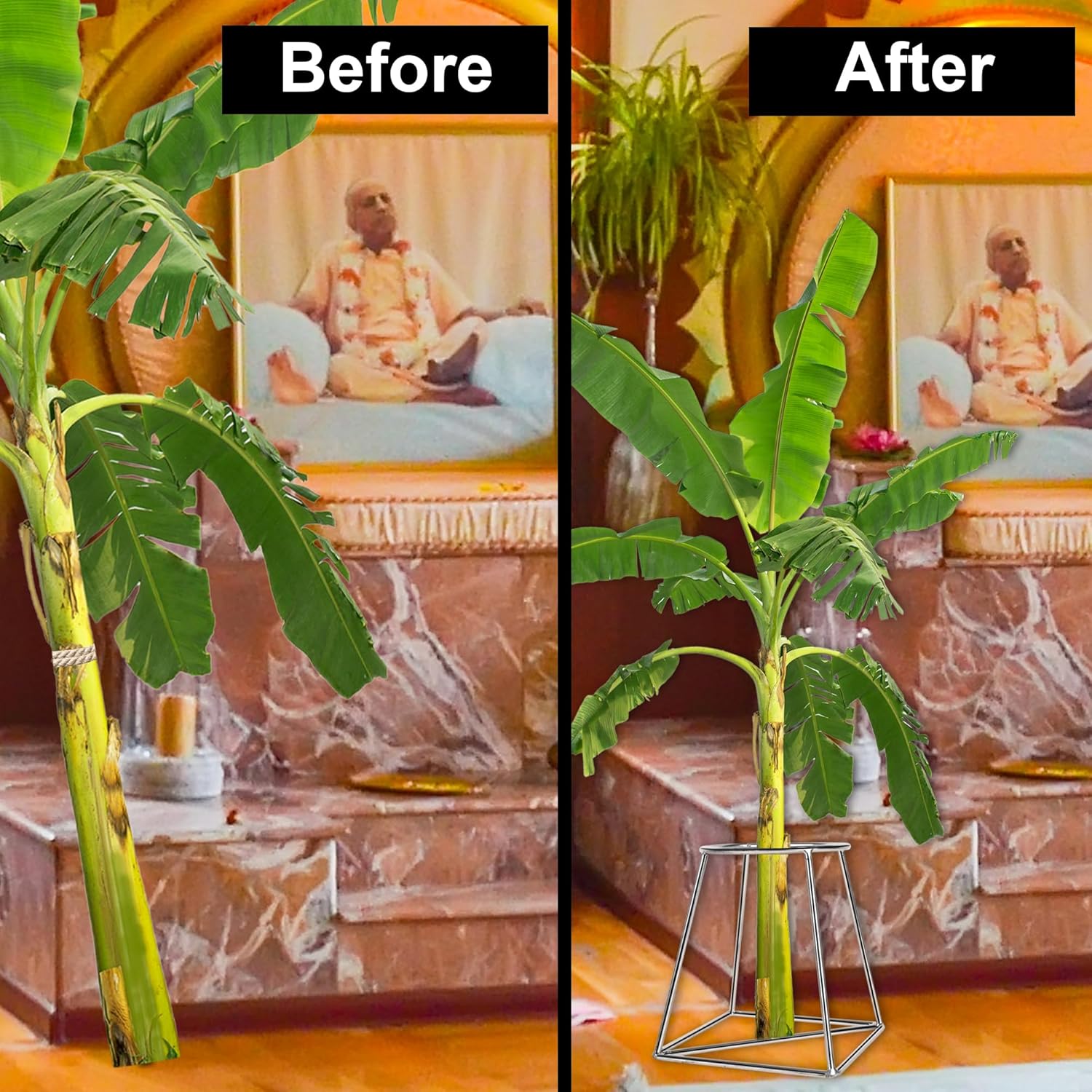 Banana Tree Plant Stand Stainless Steel – Vizag Party Shop